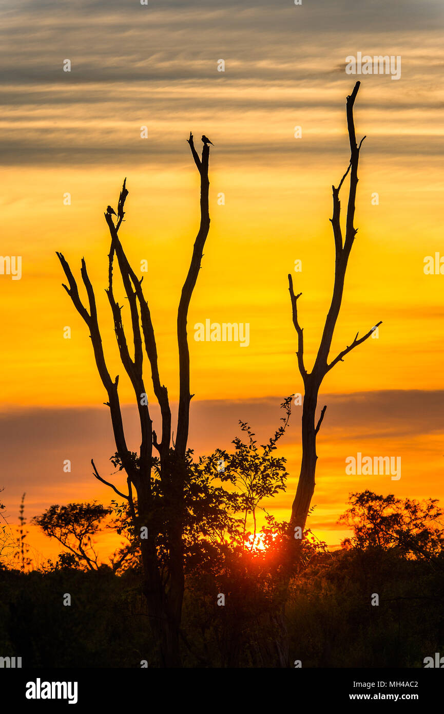 Beautiful sunset over the Okavango Delta (Okavango Grassland), One of ...