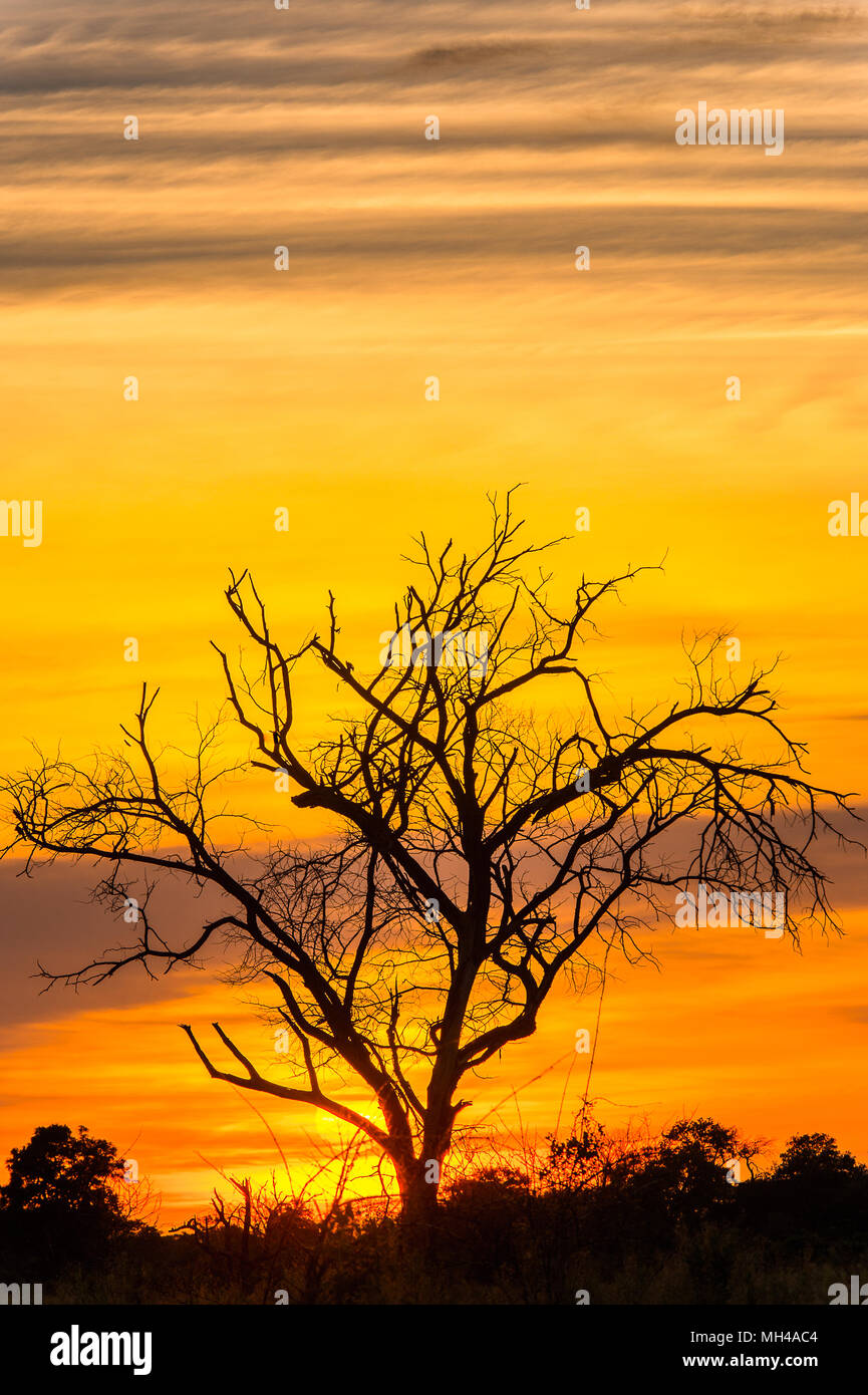 Beautiful sunset over the Okavango Delta (Okavango Grassland), One of ...