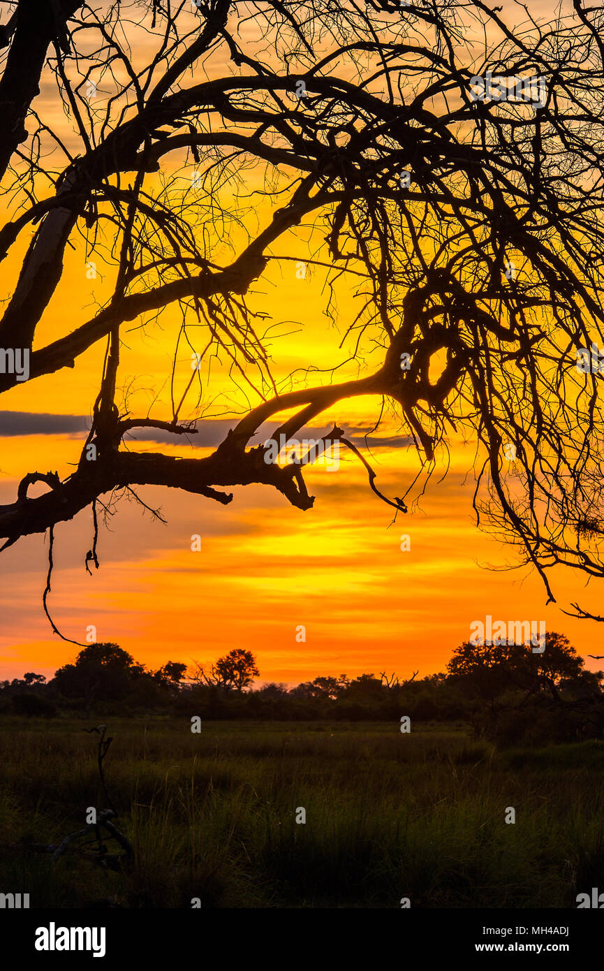Beautiful sunset over the Okavango Delta (Okavango Grassland), One of ...