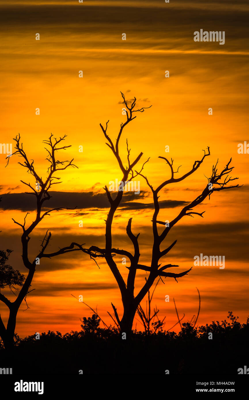 Beautiful sunset over the Okavango Delta (Okavango Grassland), One of ...