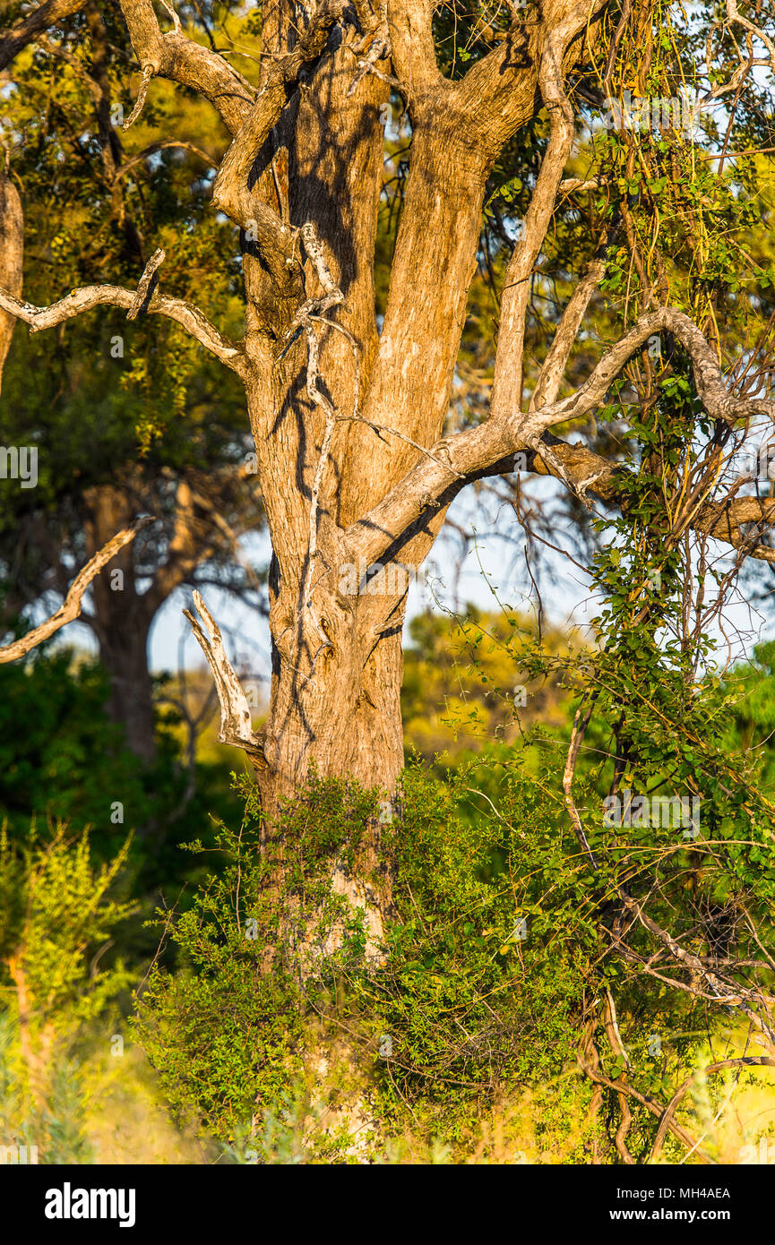 Landscape of the Okavango Delta (Okavango Grassland), One of the Seven ...
