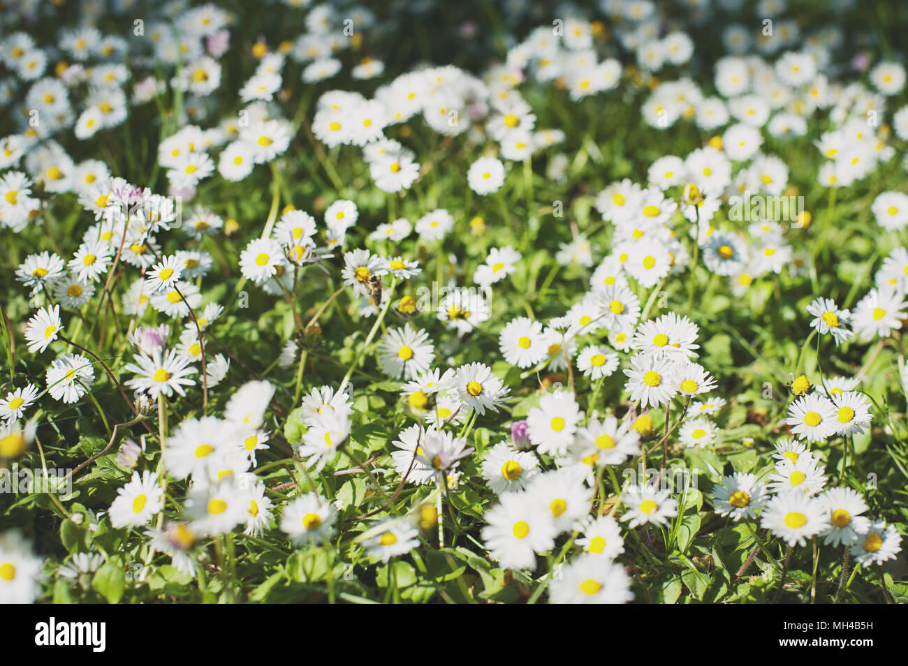 Daisy flower background. Beautiful meadow. Summer background Stock ...