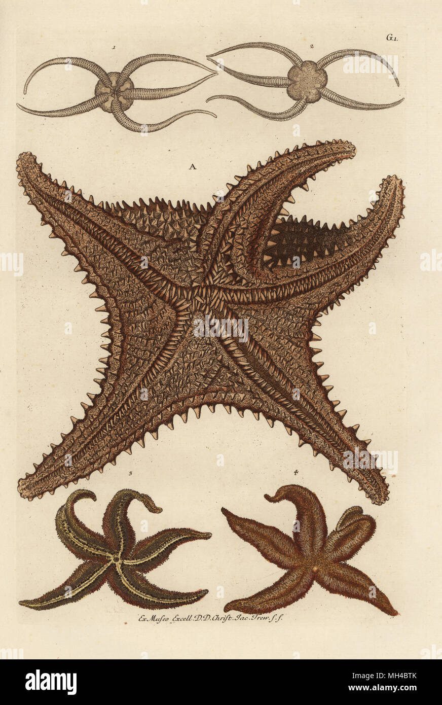 Five arms hi-res stock photography and images - Alamy