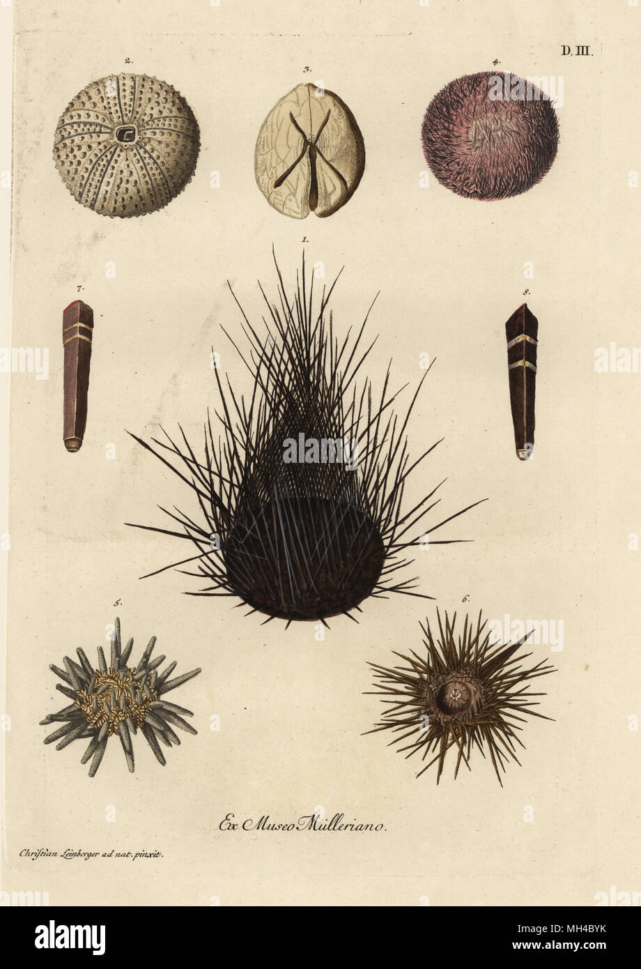 Sea Urchin Illustration