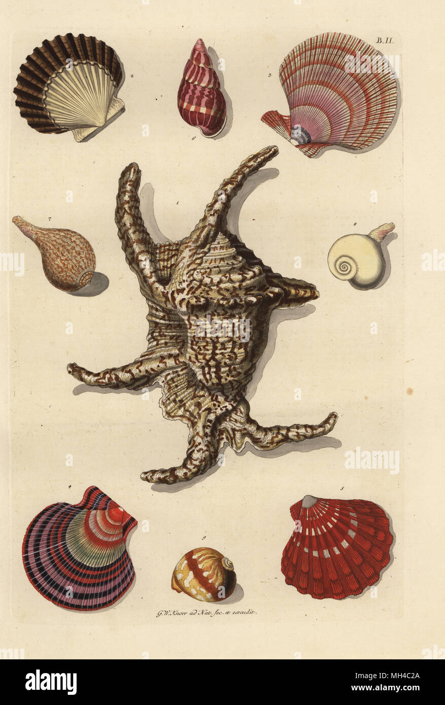 Pecten species hi-res stock photography and images - Alamy