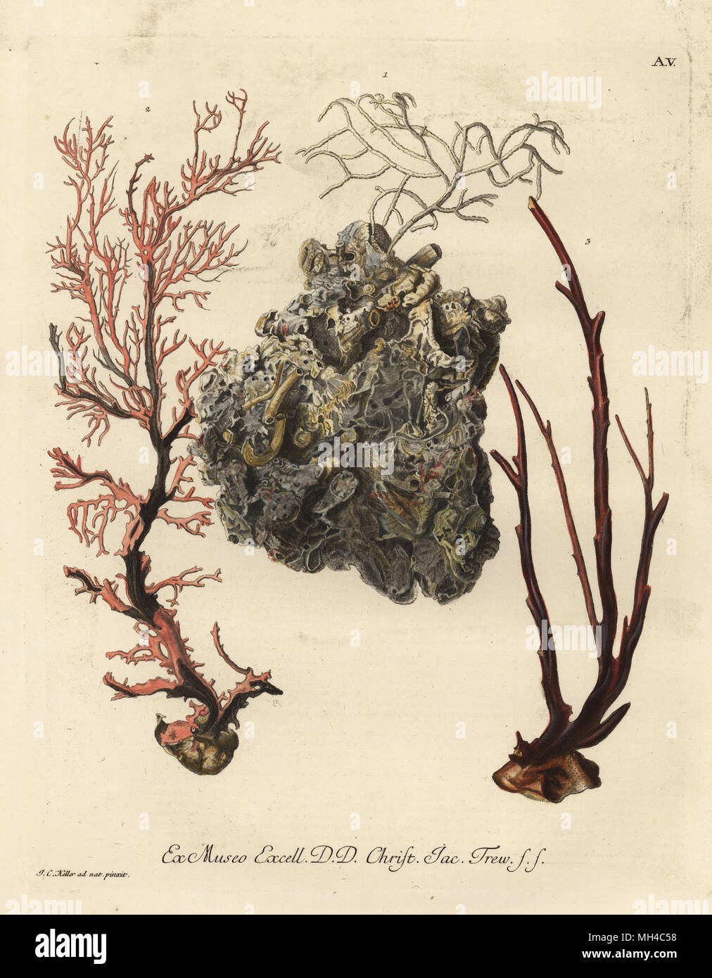 Erica marina hi-res stock photography and images - Alamy