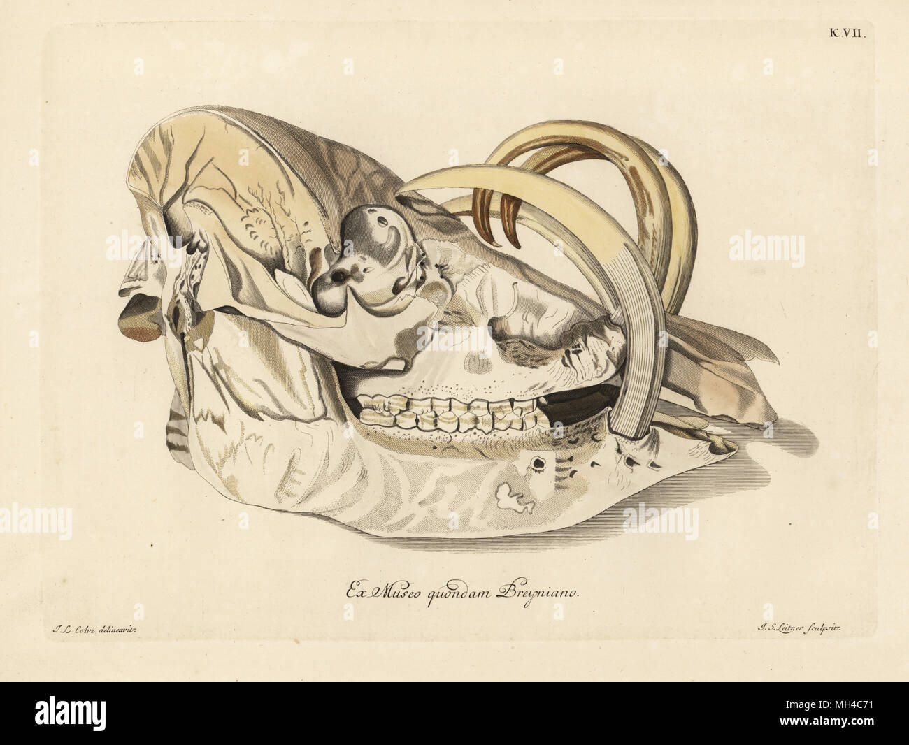 Buru babirusa skull hi-res stock photography and images - Alamy