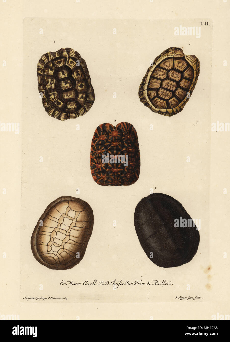 Geometric Tortoise High Resolution Stock Photography and Images - Alamy