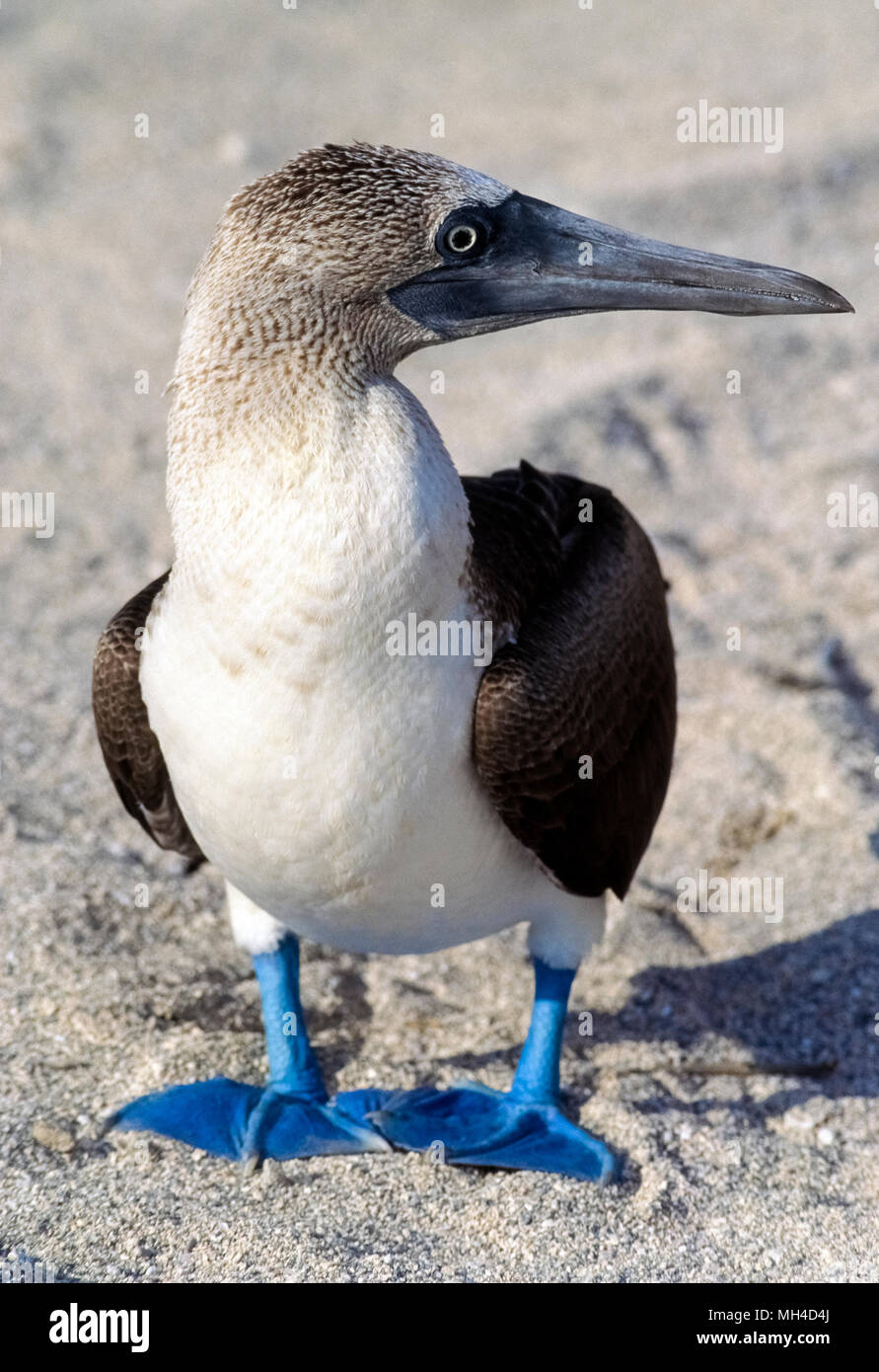 Seabirds webbed feet hi-res stock photography and images - Alamy