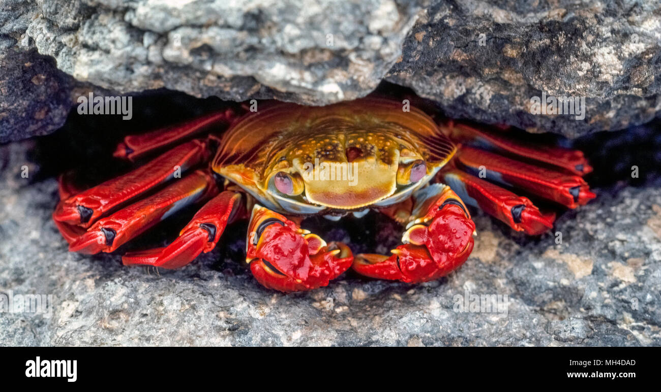 A brightly-colored Sally Lightfoot crab (Grapsus grapsus) hides in a ...