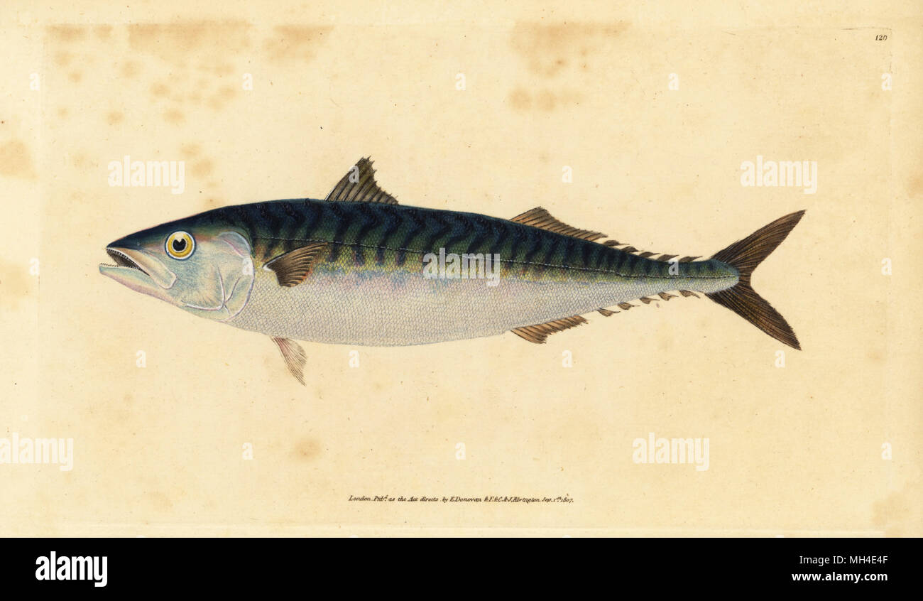 Scomber scombrus mackarel hi-res stock photography and images - Alamy