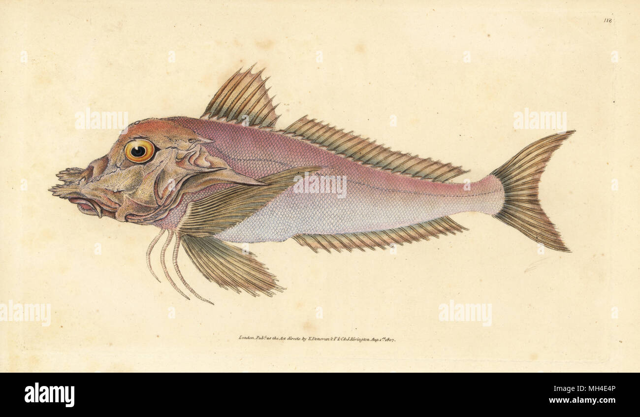 Piper, Trigla lyra. Handcoloured copperplate drawn and engraved by ...