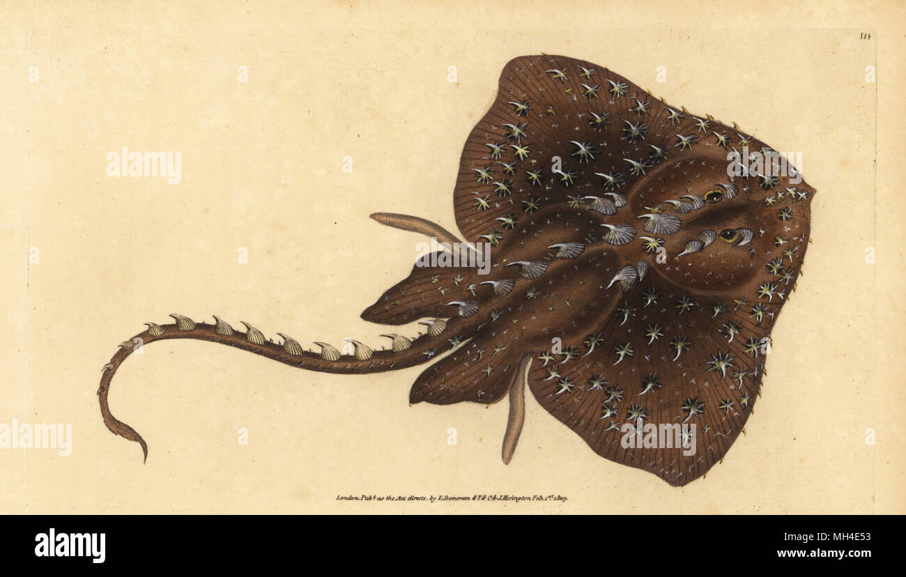 Thorny skate, Amblyraja radiata (Starry ray, Raja radiata). Vulnerable ...