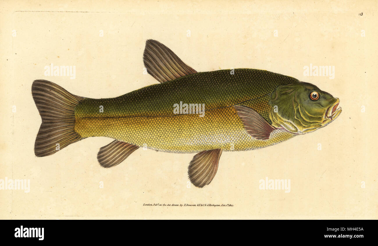 British tench illustration hi-res stock photography and images - Alamy