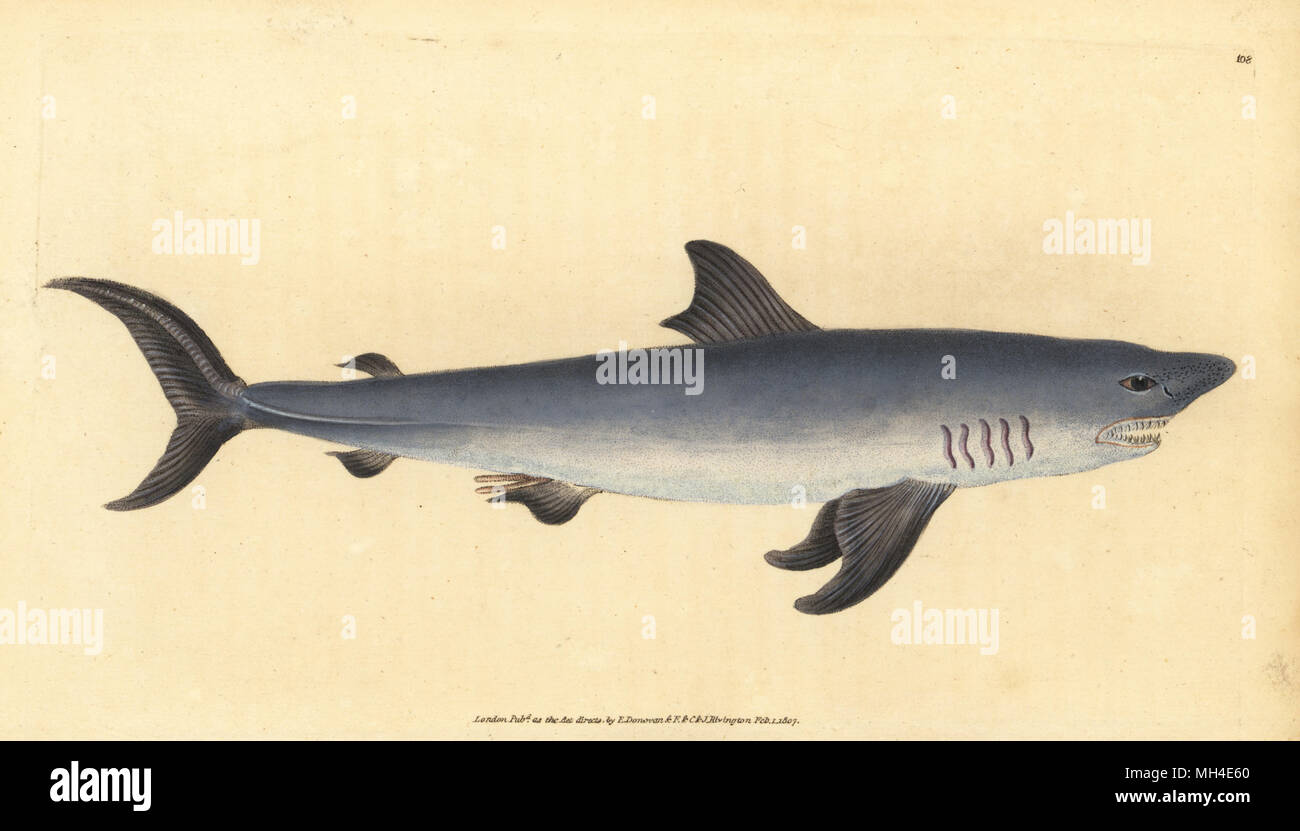 Lamna Obliqua Shark Cretaceous England