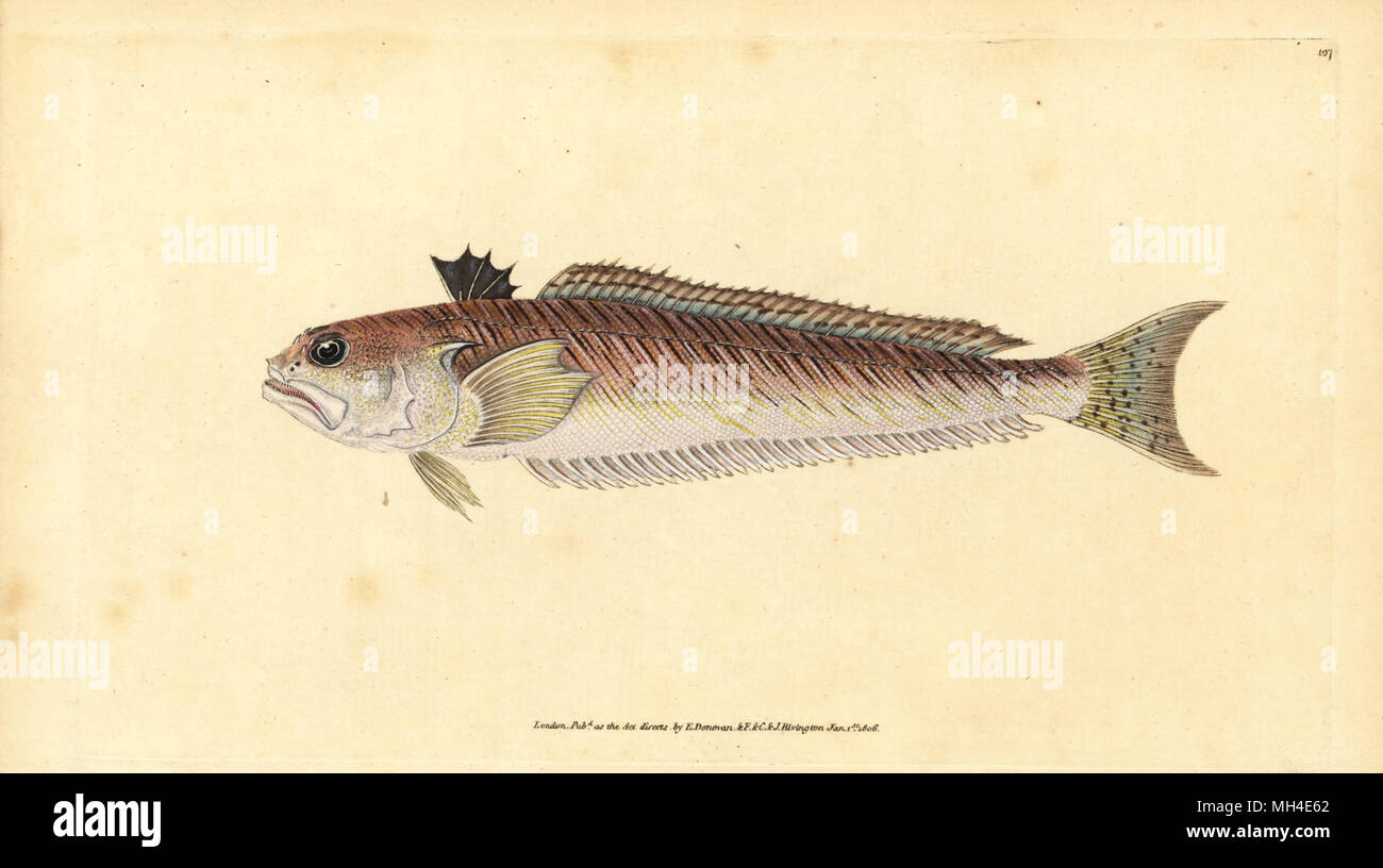 Weaver fishes hi-res stock photography and images - Alamy