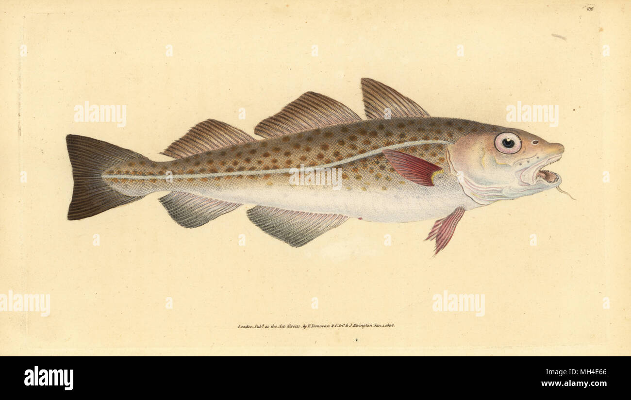 British marine fish hi-res stock photography and images - Alamy