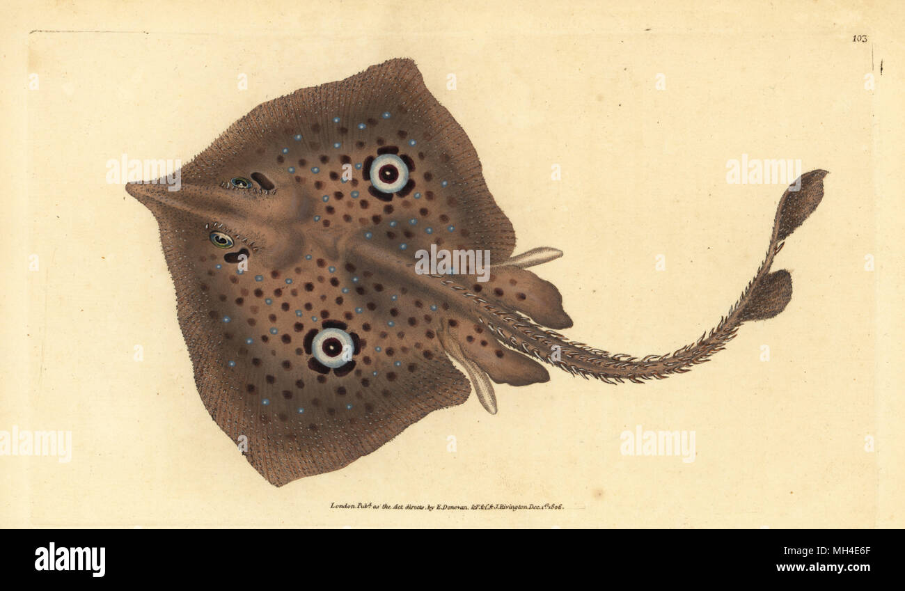 Raja miraletus hi-res stock photography and images - Alamy