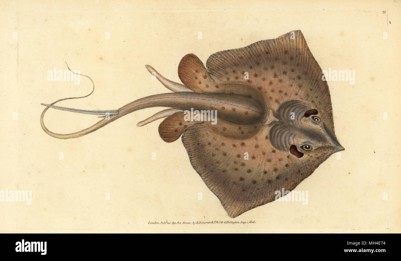 Raja pastinacea hi-res stock photography and images - Alamy