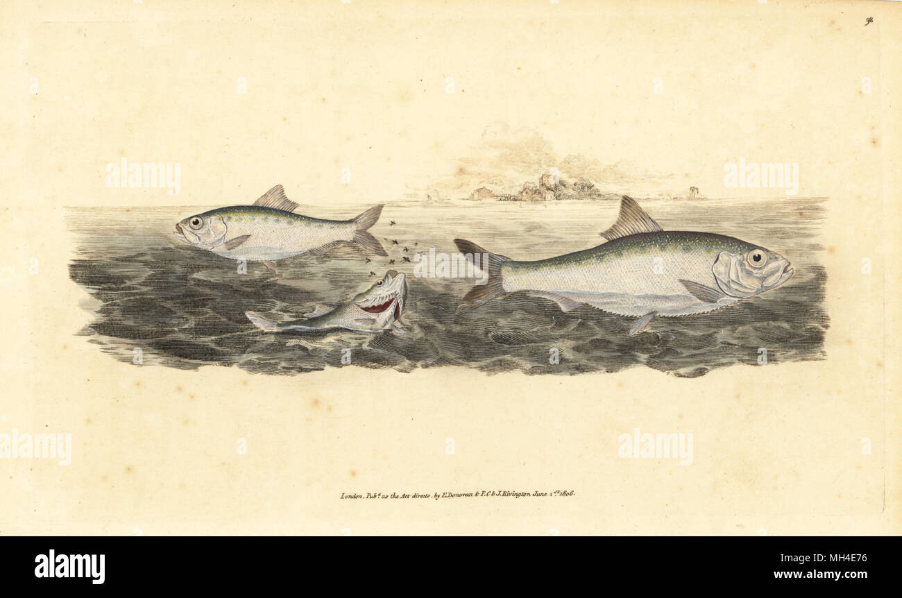 Allis shad fish hi-res stock photography and images - Alamy