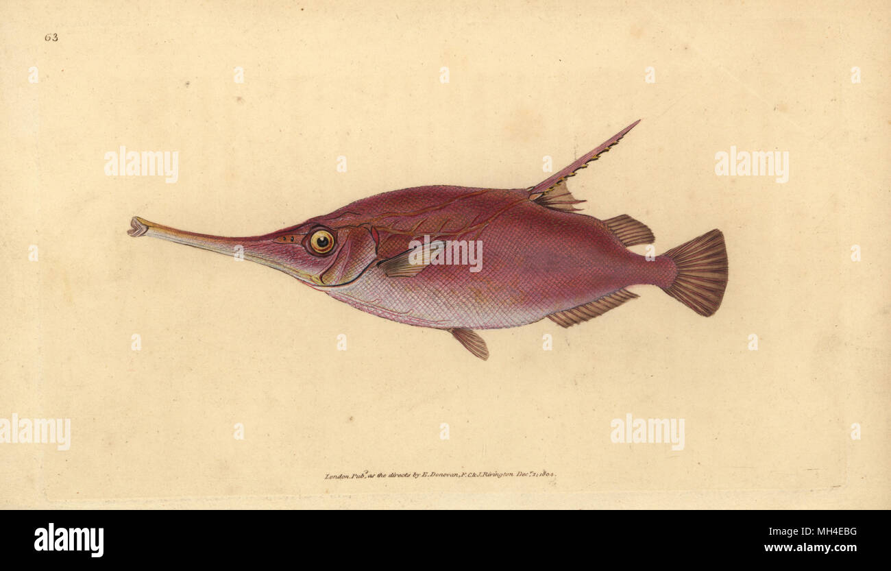 Longspine snipefish, Macroramphosus scolopax (Snipe or trumpet fish ...