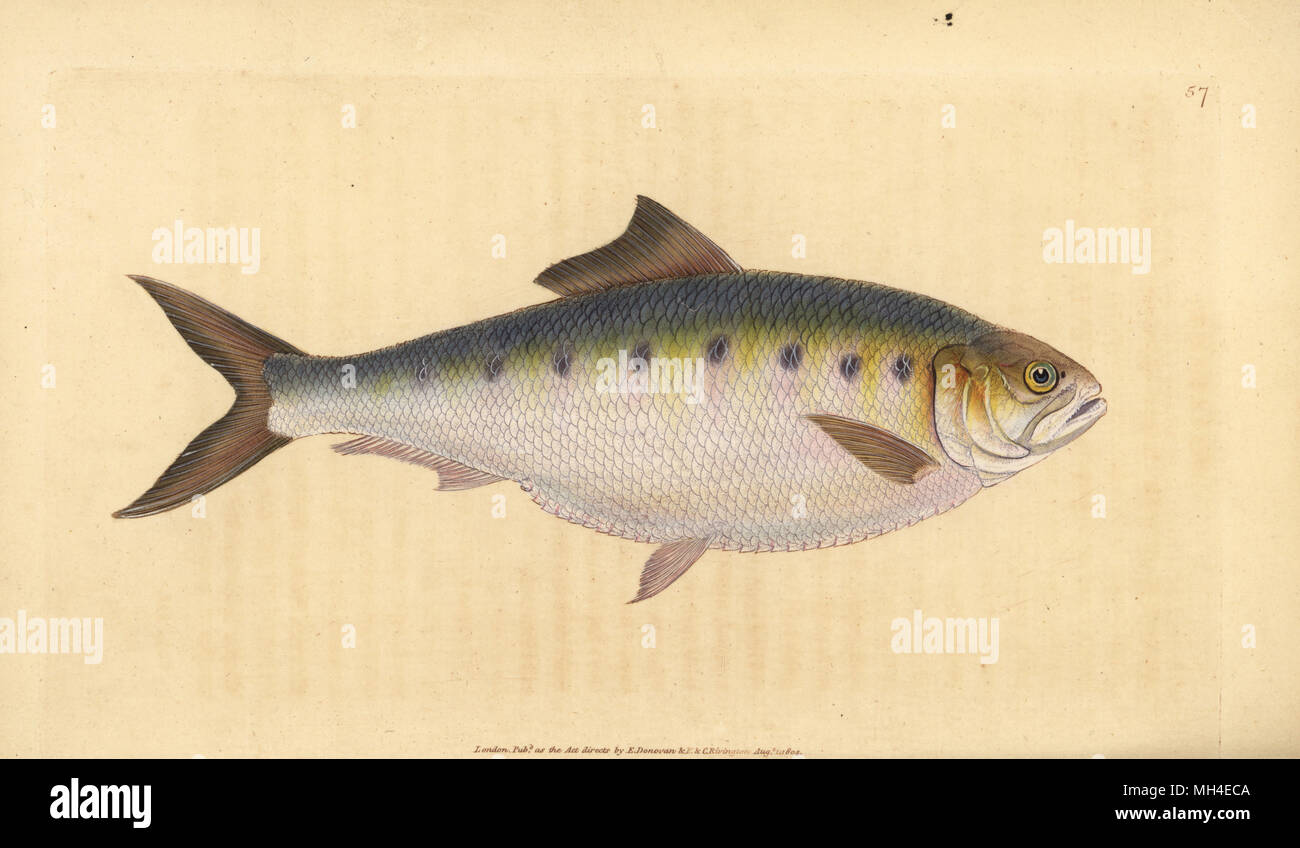 Allis shad fish hi-res stock photography and images - Alamy