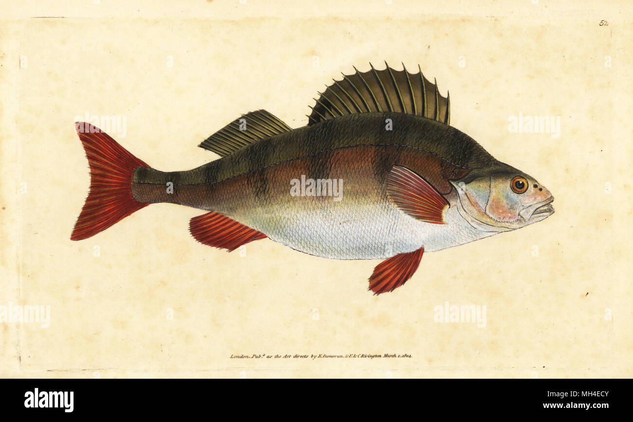 Perch, Perca fluviatilis. Handcoloured copperplate drawn and engraved ...