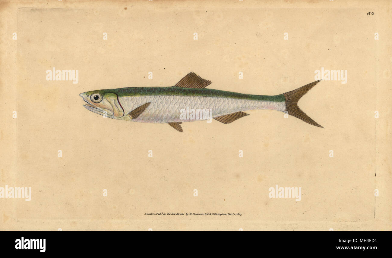 European anchovy, Engraulis encrasicolus (Anchovy, Clupea encrasicolus ...