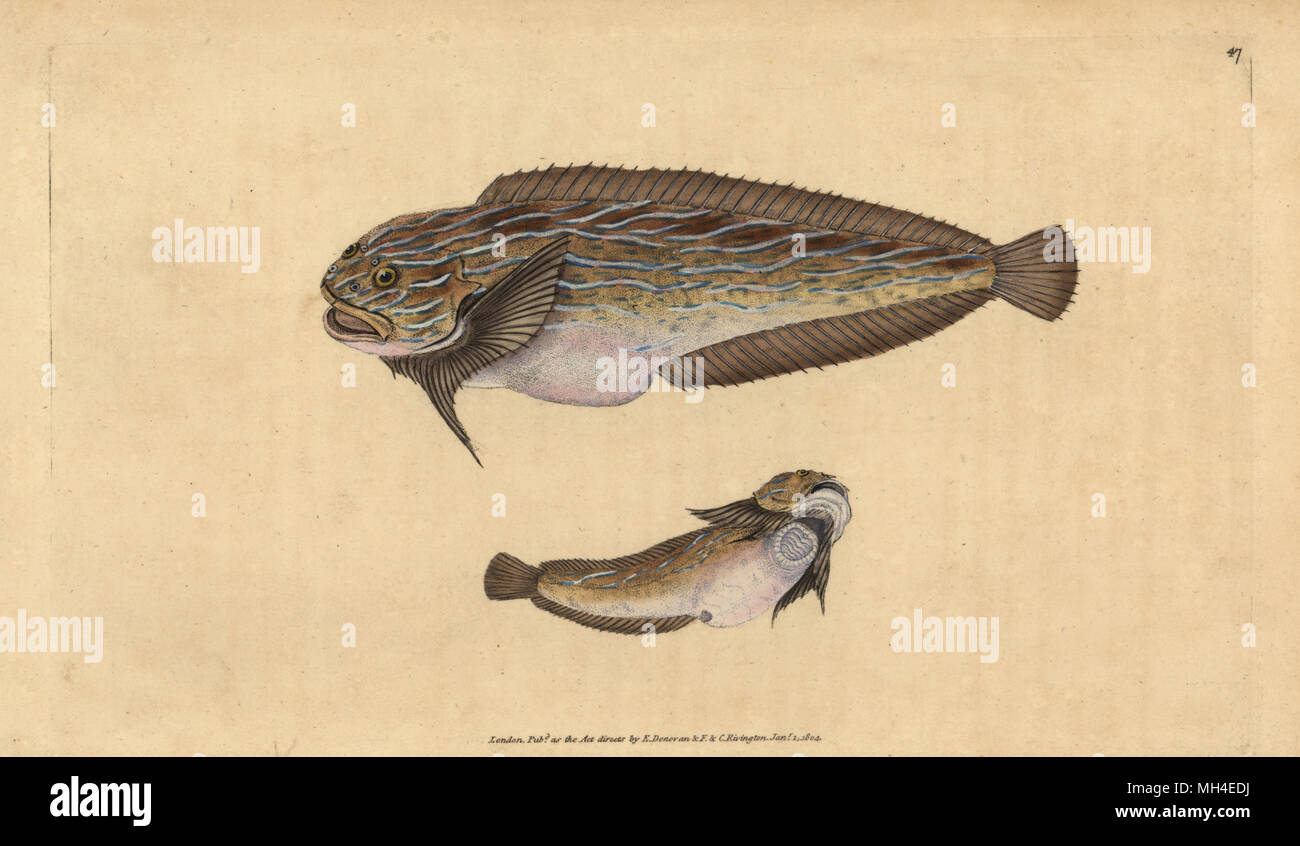 Unctuous lumpsucker hi-res stock photography and images - Alamy