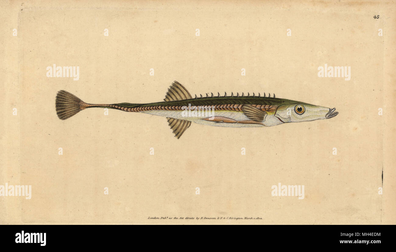 Sea stickleback, Spinachia spinachia (Fifteen-spined stickleback ...