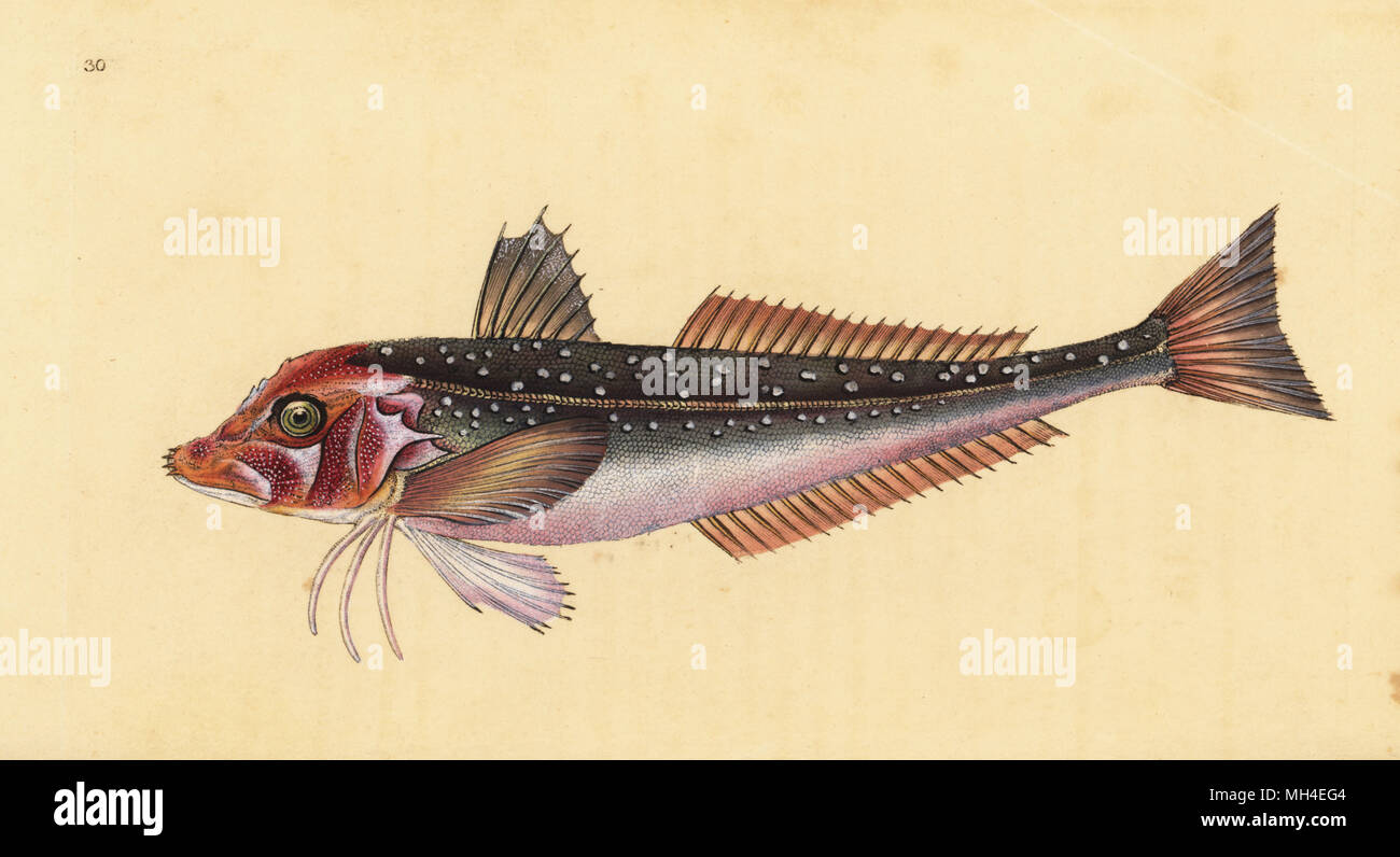 Grey gurnard, Eutrigla gurnardus (Trigla gurnardus). Handcoloured ...
