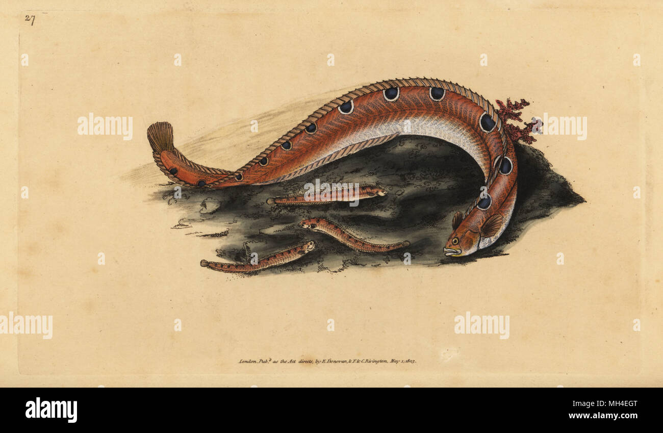 Rock gunnel, Pholis gunnellus (Spotted blenny or butter fish, Blennius ...