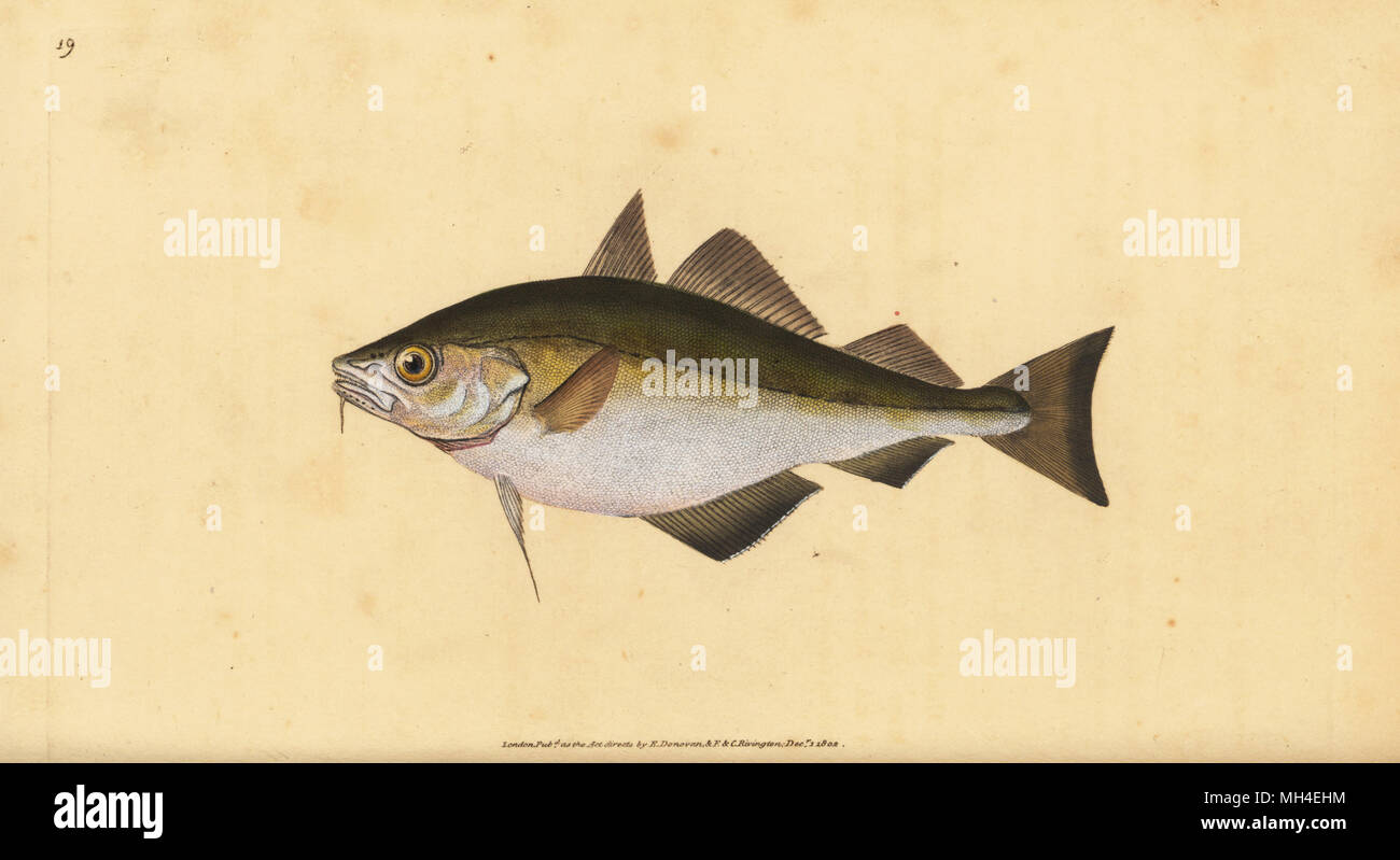 Pouting, Trisopterus luscus (Bib, Gadus luscus). Handcoloured ...