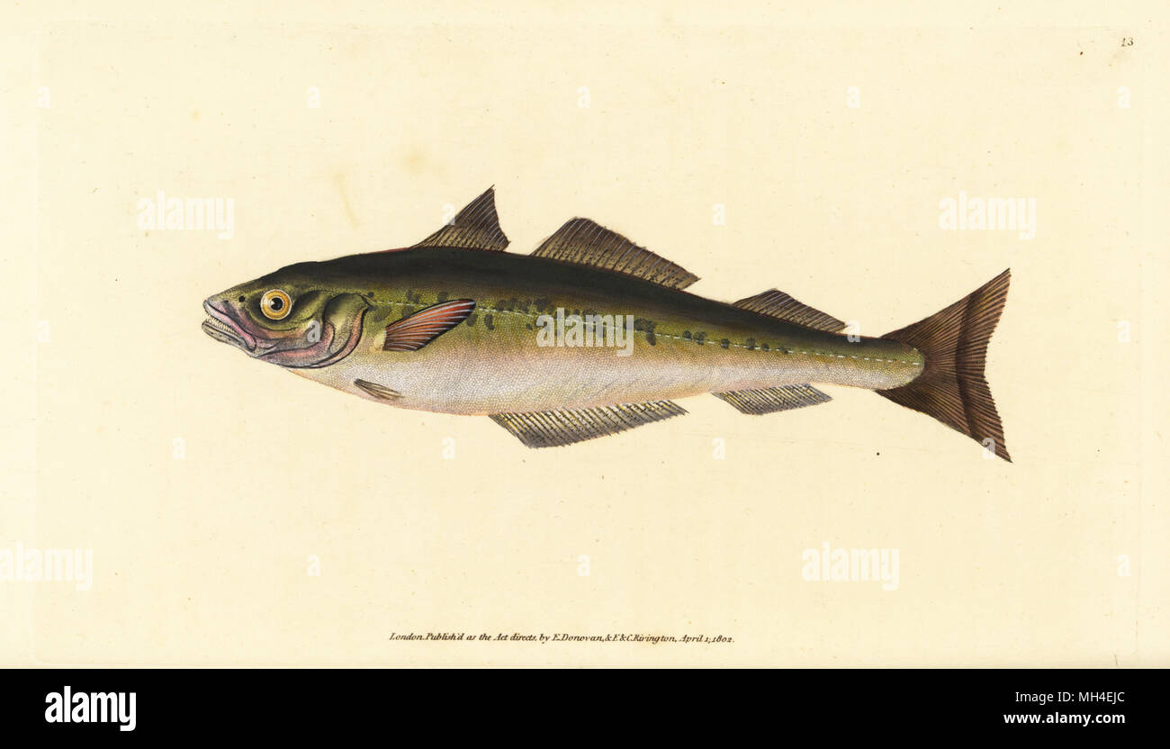 Coalfish or saithe, Pollachius virens (Gadus carbonarius). Handcoloured ...