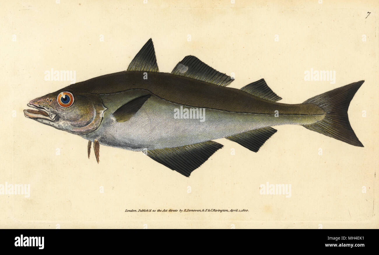 Pollack, Pollachius pollachius (Whiting pollack, Gadus pollachius ...