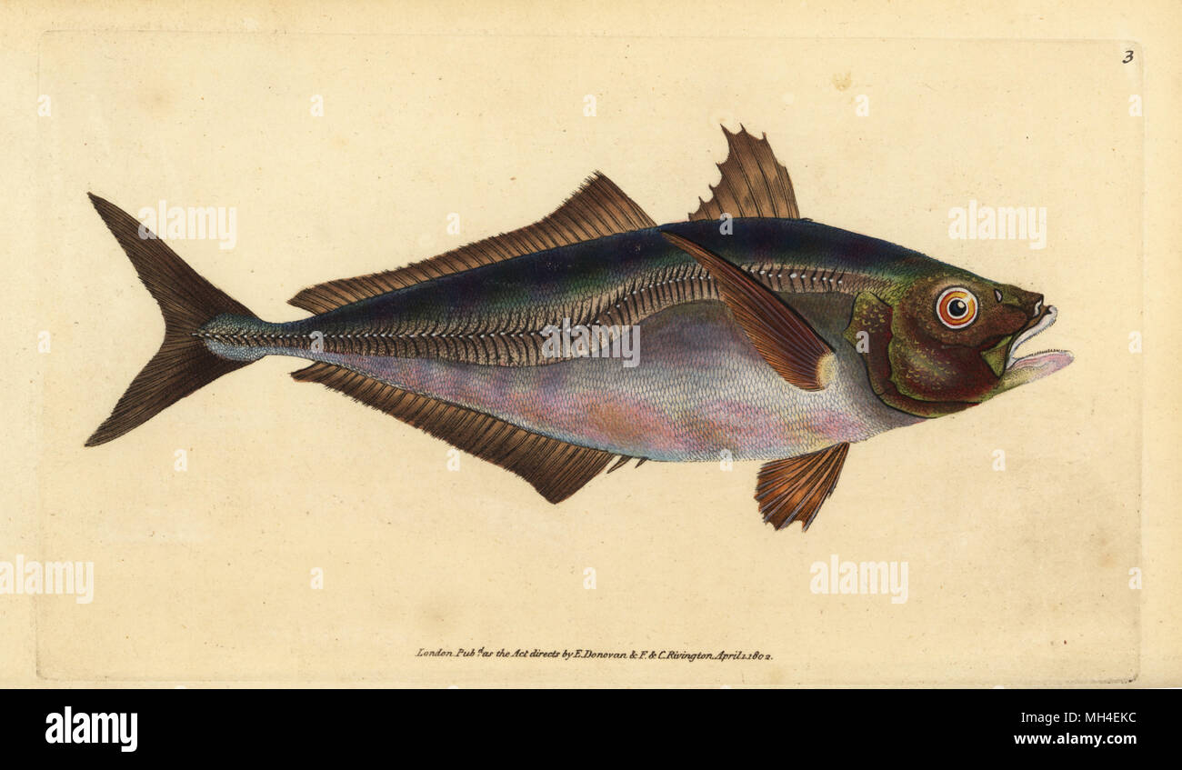 Atlantic horse mackerel, Trachurus trachurus (Scad, Scomber trachurus ...
