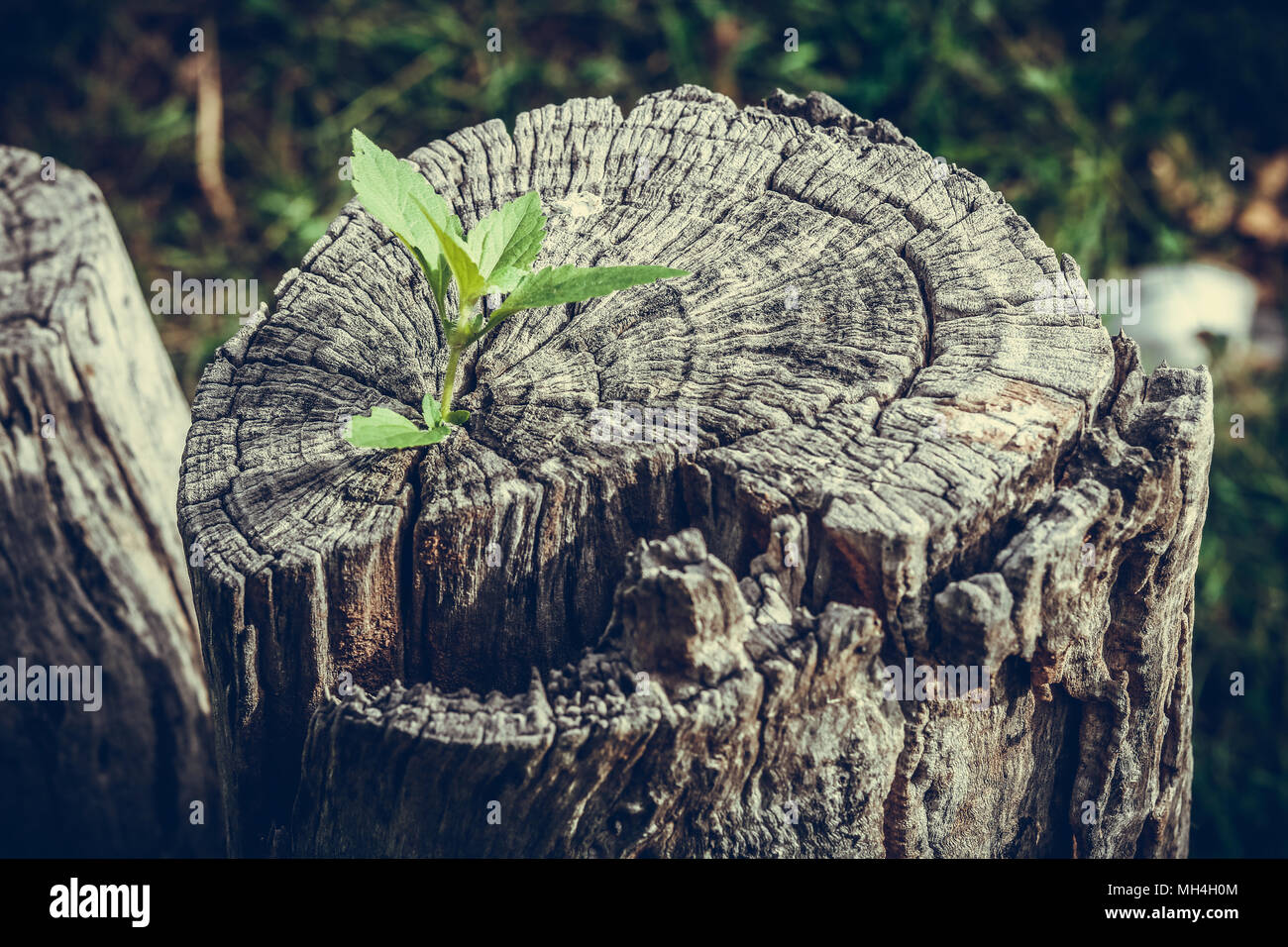 Strong and development as business and success concept, small tree ...