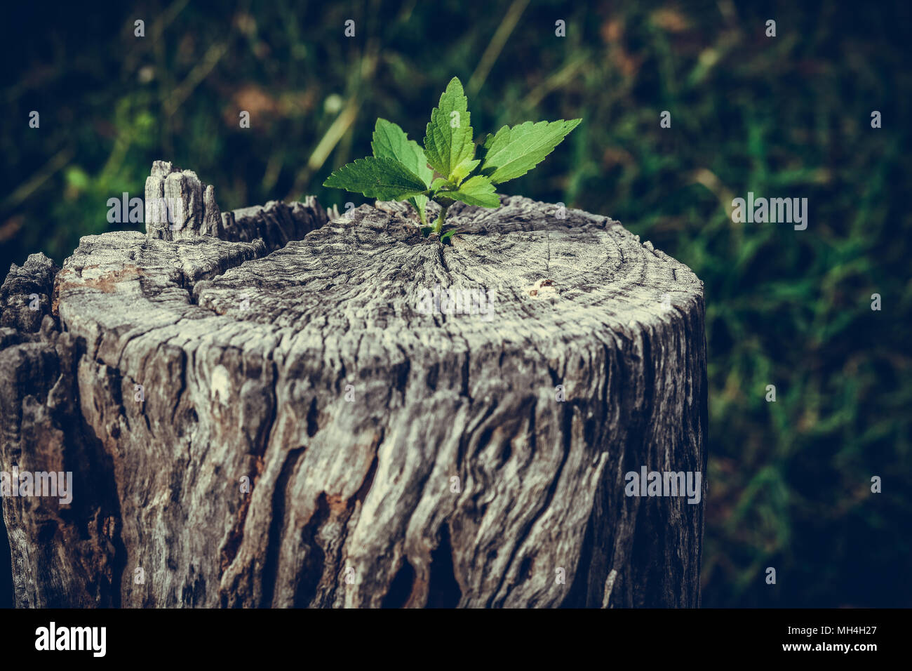 Strong and development as business and success concept, small tree ...