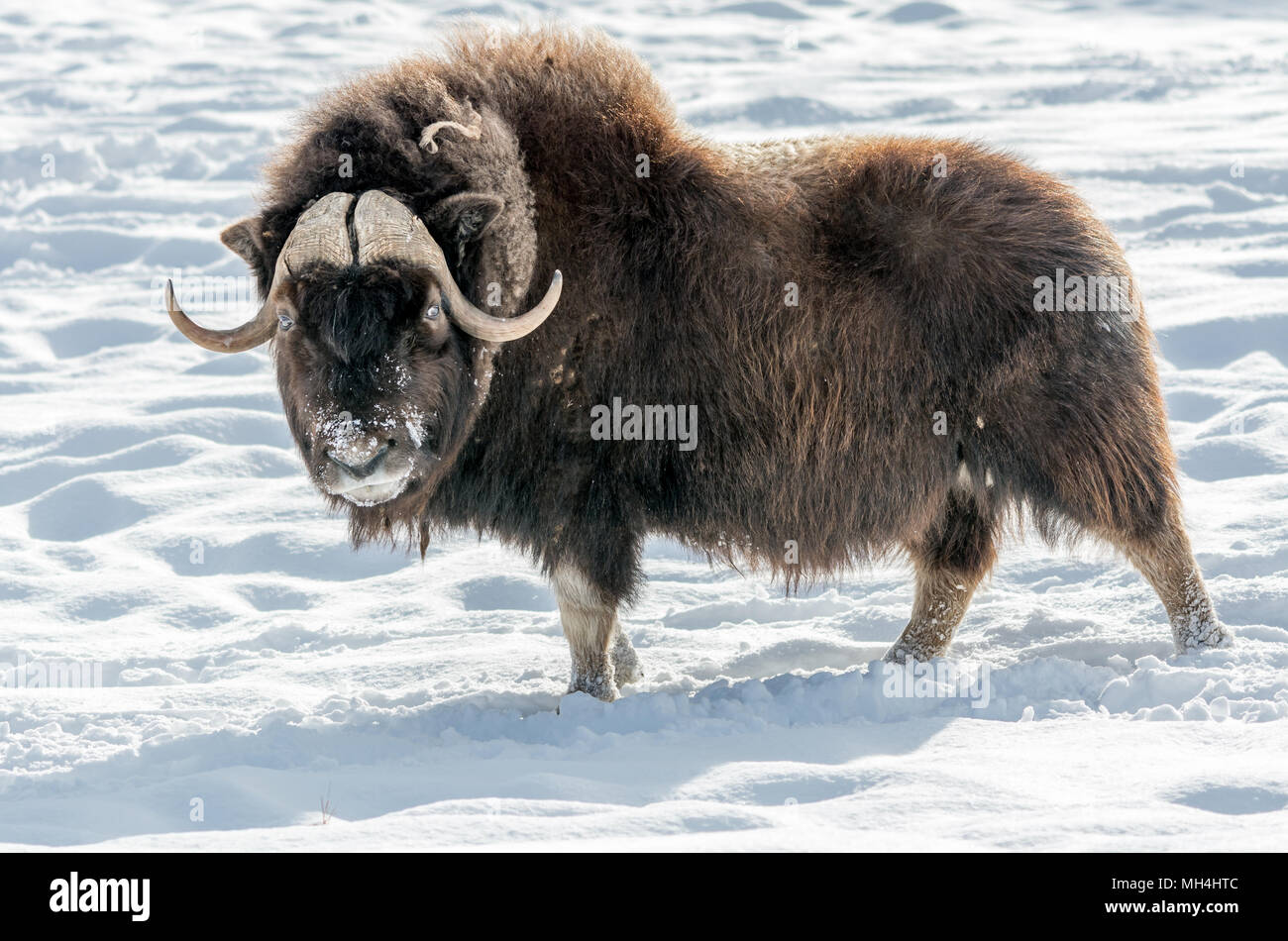 Arctic Tundra Musk Ox