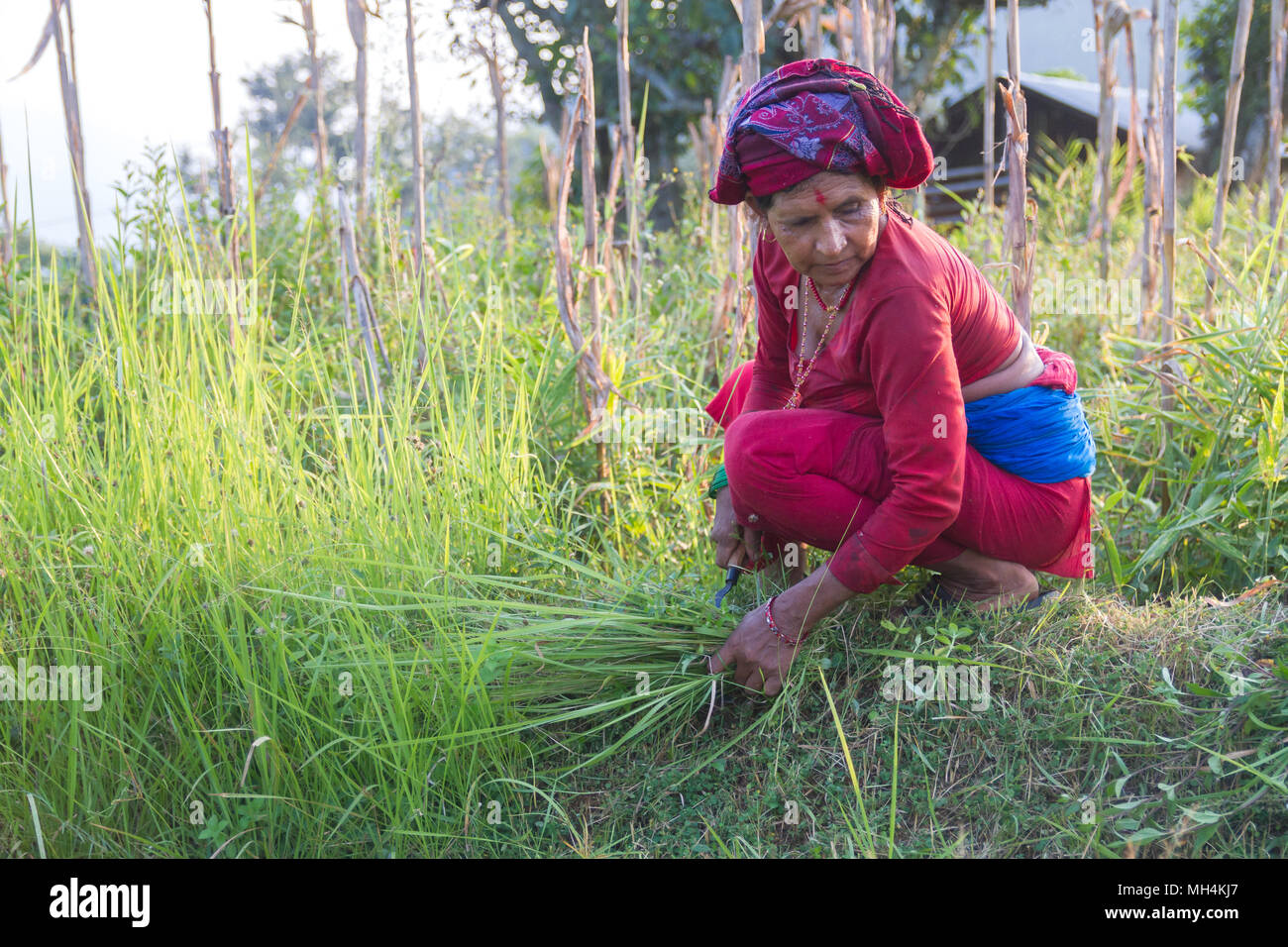 Beautiful young woman cutting grass hi-res stock photography and images ...
