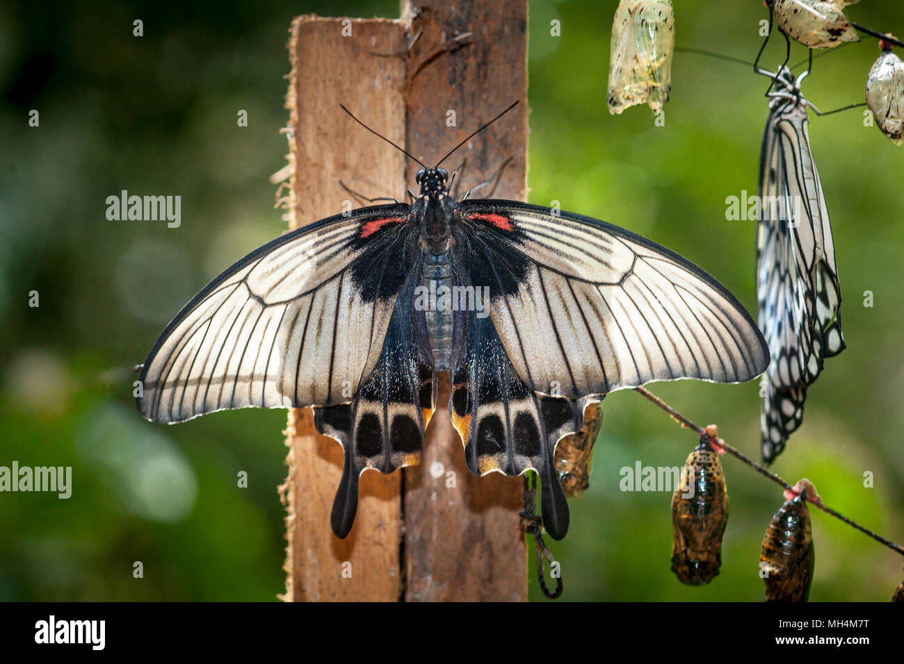 Philippine insects hi-res stock photography and images - Alamy