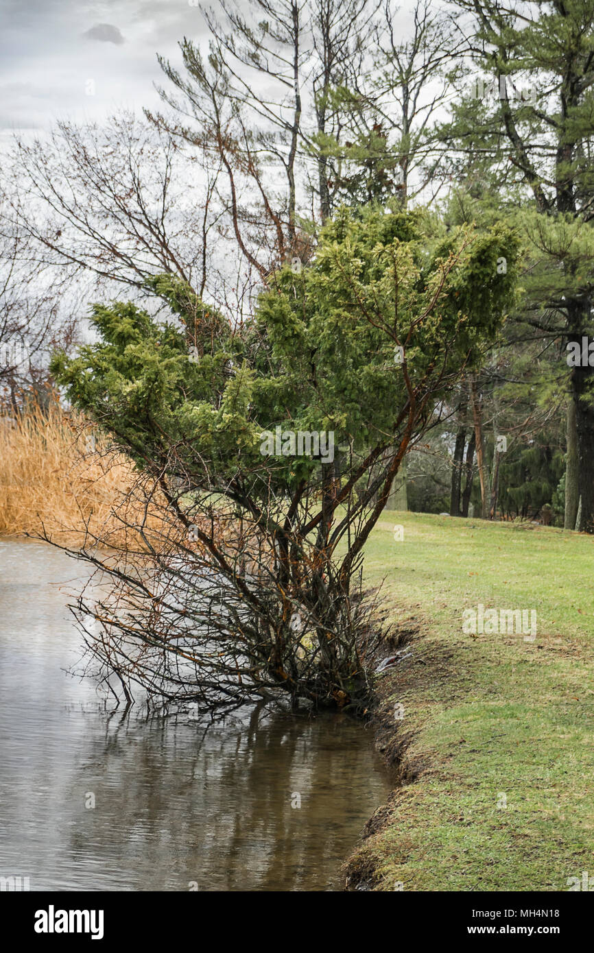 A View of Pine Tree Growing on The Lake Edge Stock Photo - Alamy
