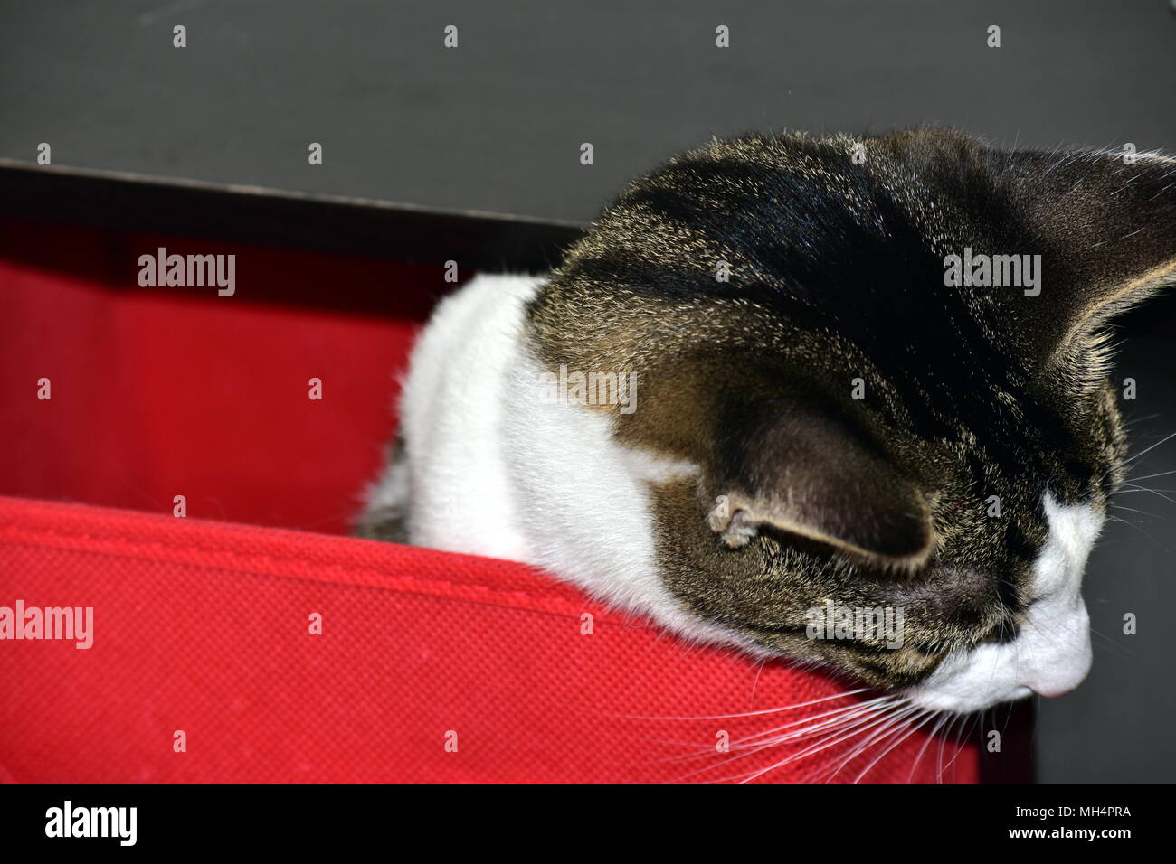 Furby tabby cat Stock Photo - Alamy