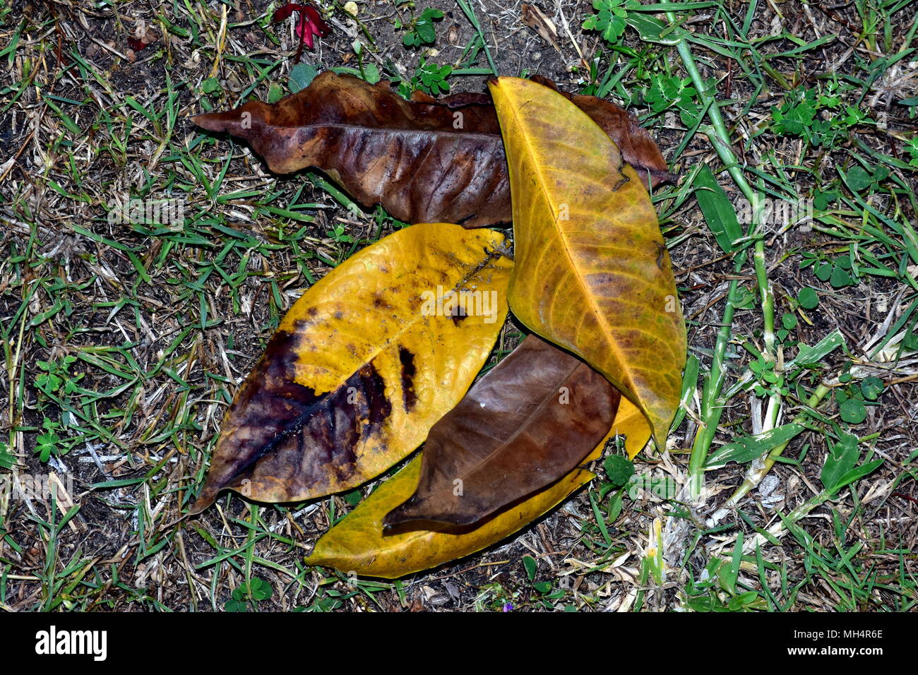 Mottled yellow ground hi-res stock photography and images - Alamy