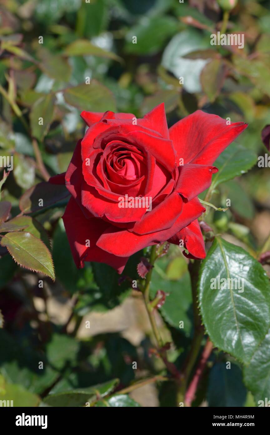 Rose Wedding Celebration Stock Photo - Alamy