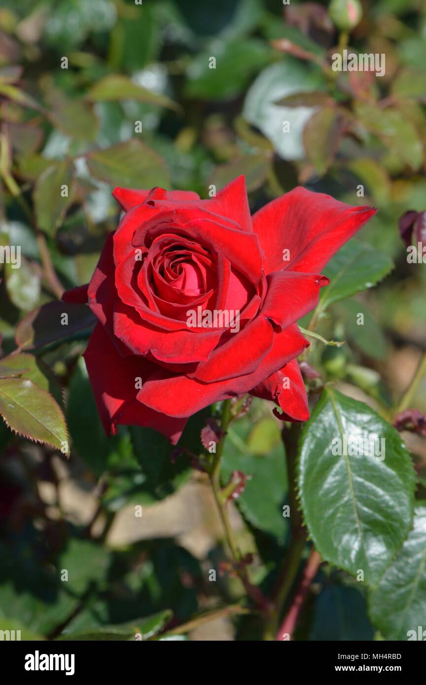 Rose Wedding Celebration Stock Photo - Alamy