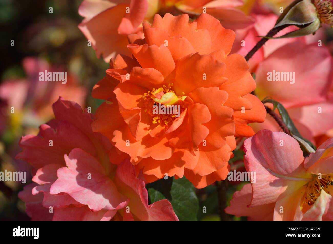 Westerland rose hi-res stock photography and images - Alamy