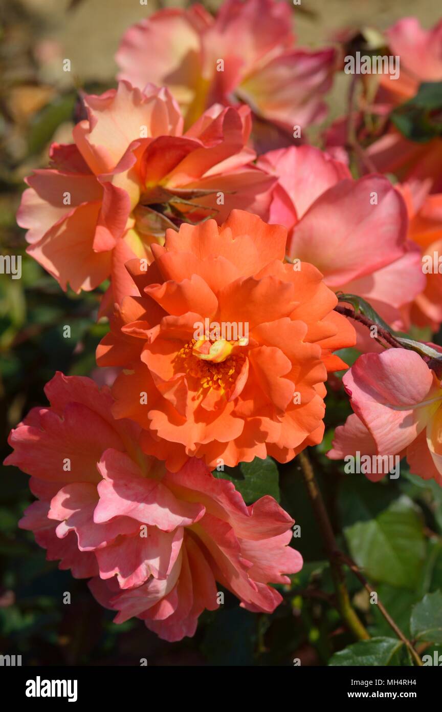 Westerland rose hi-res stock photography and images - Alamy