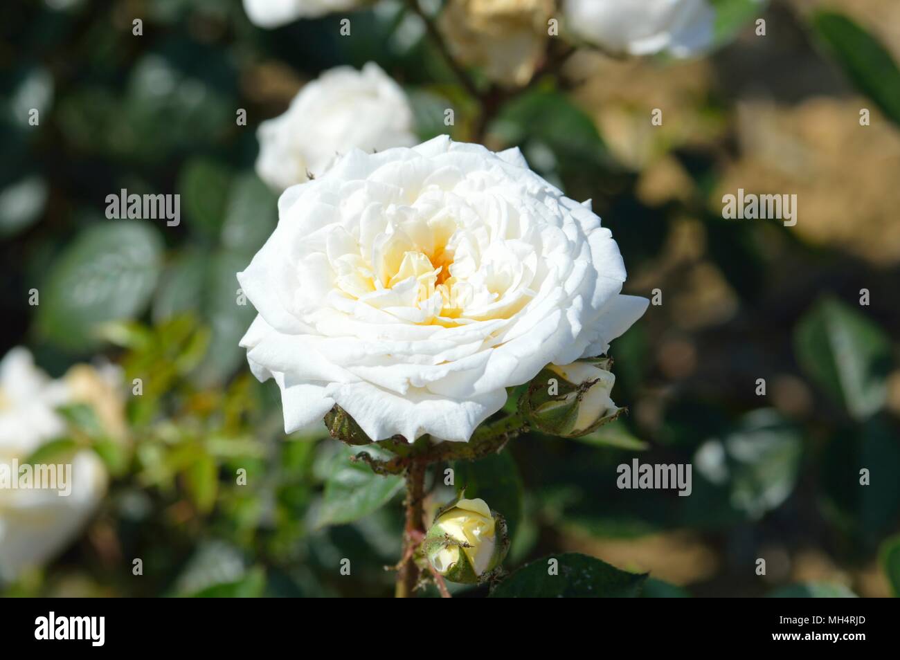Rose White Patio Stock Photo - Alamy