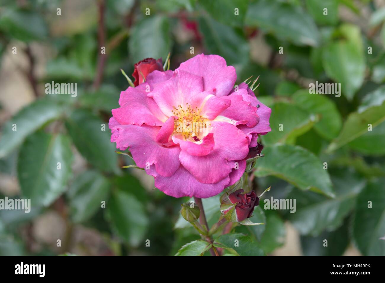 Rose Wild Rover Stock Photo - Alamy